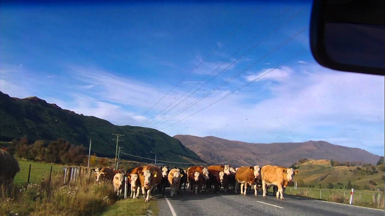 Cow Traffic Jam, New Zealand - YouTube