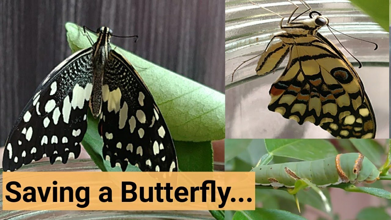 HOW I SAVED A BUTTERFLY | Lemon Butterfly full documentary || - YouTube