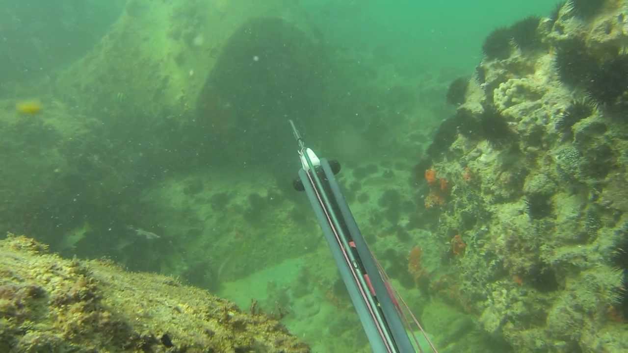 Mangrove red snapper - YouTube
