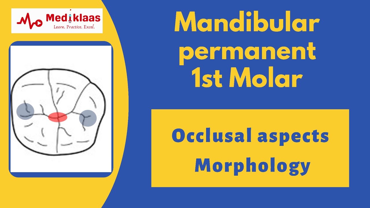 Mandibular First Molar - Occlusal aspect l Dental Anatomy l Mediklaas ...