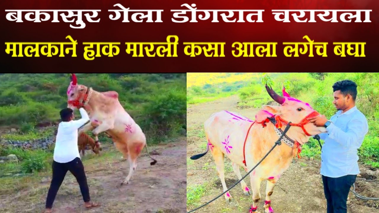 बकासुर बैल गेला डोंगरात चरायला,मालकानी हाक मारली कसा आला खाली पळत बघा # ...