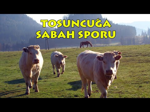 TOSUNCUĞA SABAH SPORU YAPTIRAN DEDE