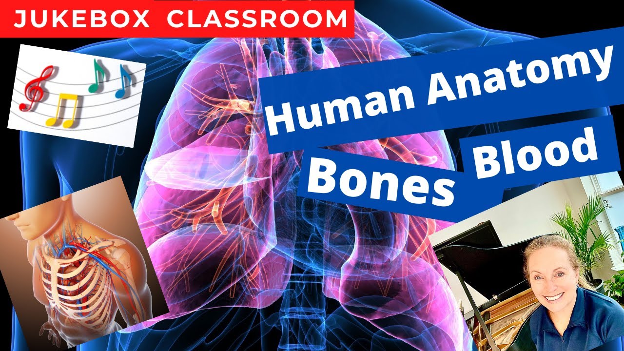 Human Anatomy, Organs, Bones, Blood Songs for students - YouTube