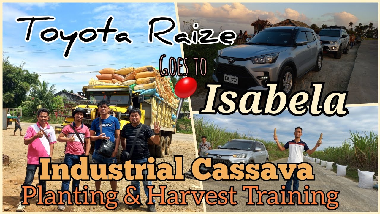 Toyota Raize Goes to Isabela Plus Industrial Cassava Planting & Harvest ...