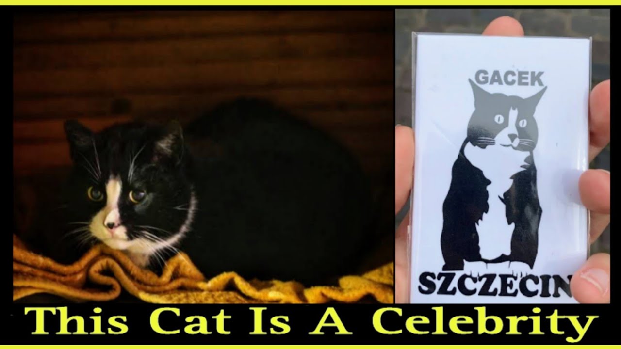 Celebrity cat | Famous cat | Kot Gacek | world knowledge tv | - YouTube