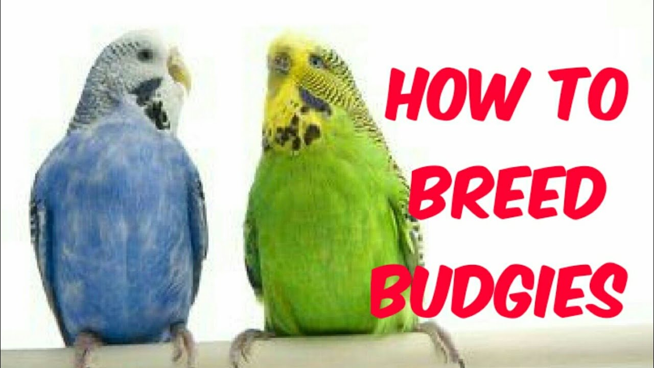 How to breed budgies - YouTube