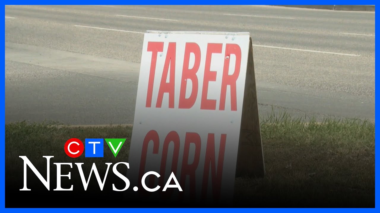 Taber corn: First ears of the season popping up at stands - YouTube