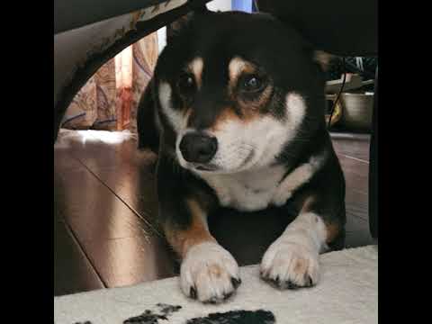 mr. okay Live Stream - YouTube