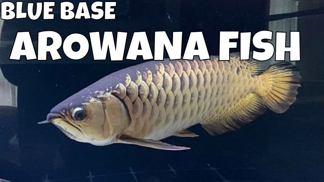 Majestic Bluebase Arowana Fish in Enormous Aquarium - YouTube
