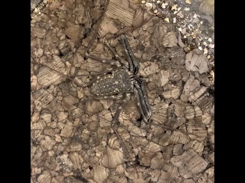 Iowa State University Insect Zoo Insect Bugs! - YouTube