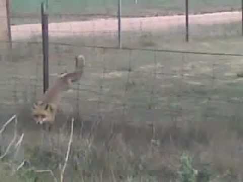 Callin in fox with hand whistle - YouTube