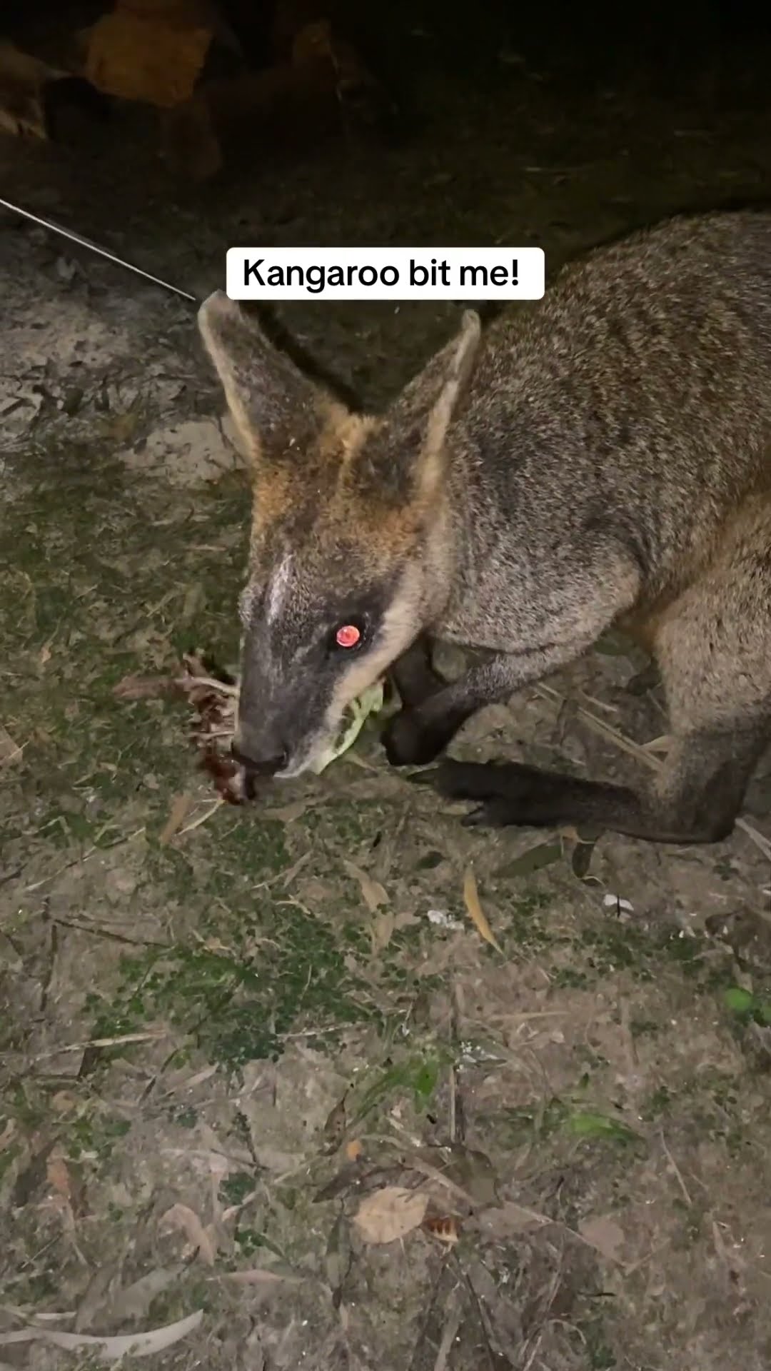 He bit me! - YouTube