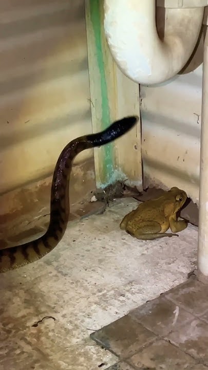 Brainy Python v Cane Toad 🐸🐍 #outback #nature #snake - YouTube