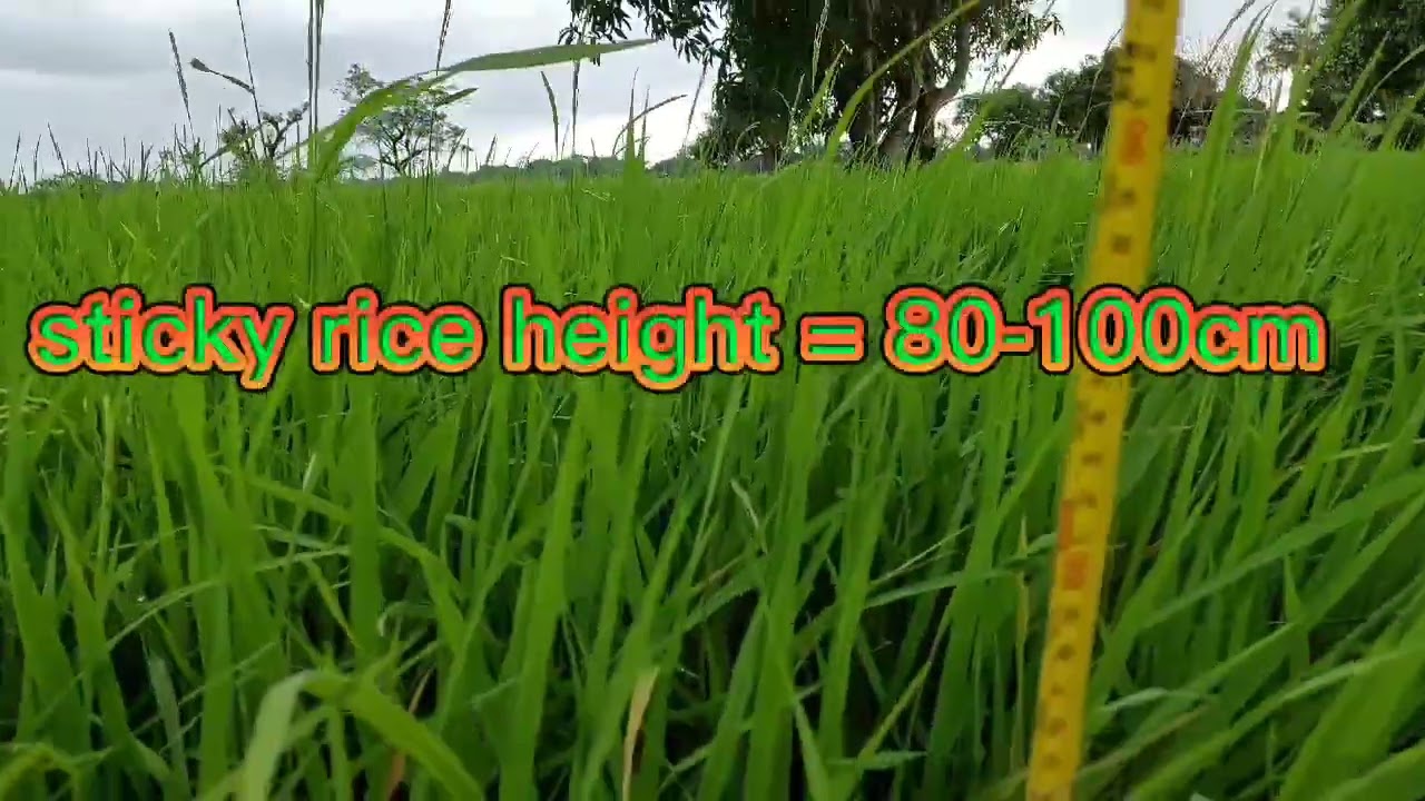 Comparing different palay varieties 402, 222, sticky rice and 436 - YouTube