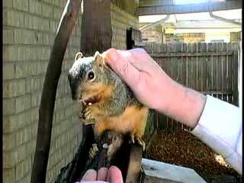Wild Squirrel Scratch and Pet, Better version - YouTube