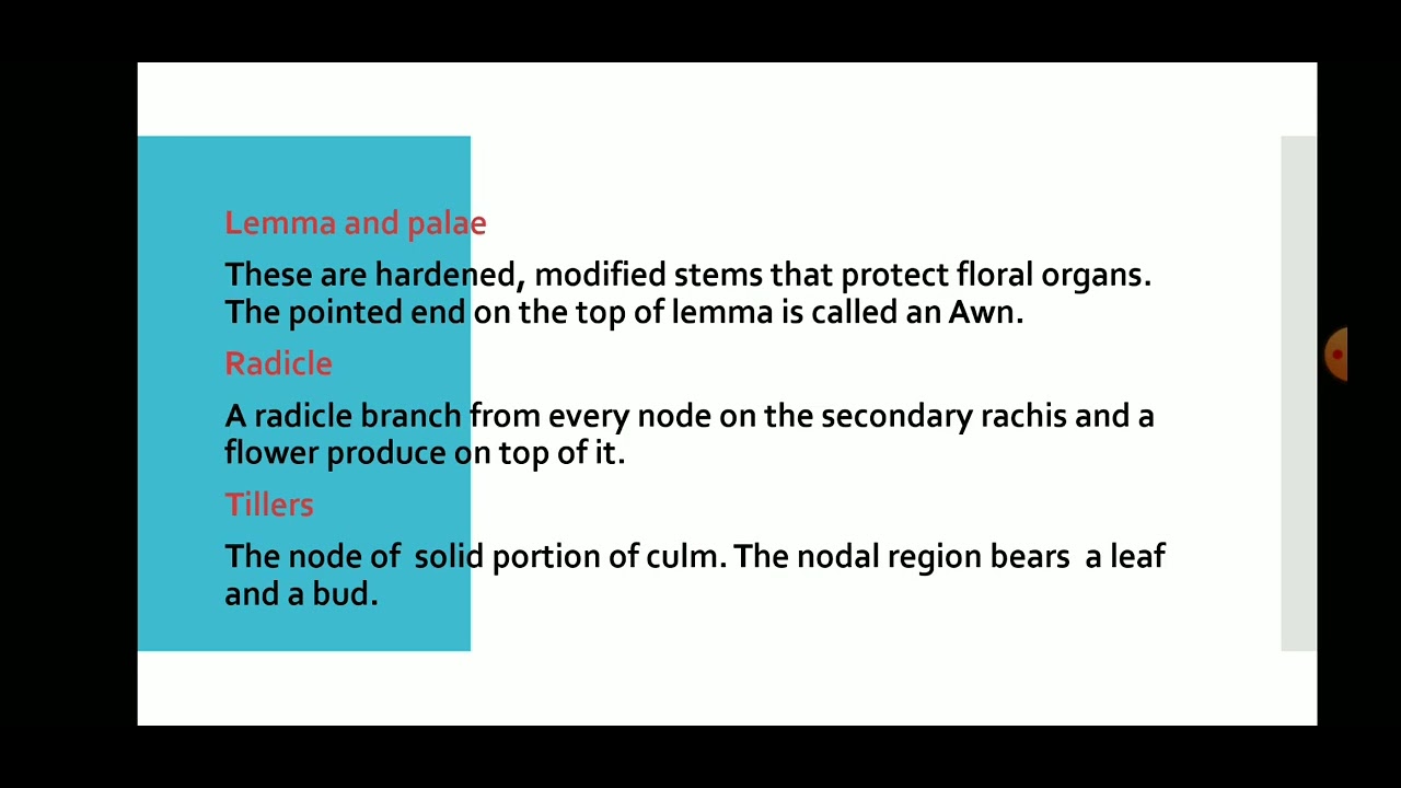Botanical description and floral biology of Rice - YouTube