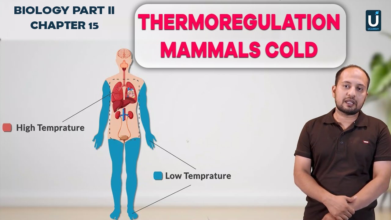 Thermoregulation mammals Cold || Biology Part 2 || Chapter # 15 ...