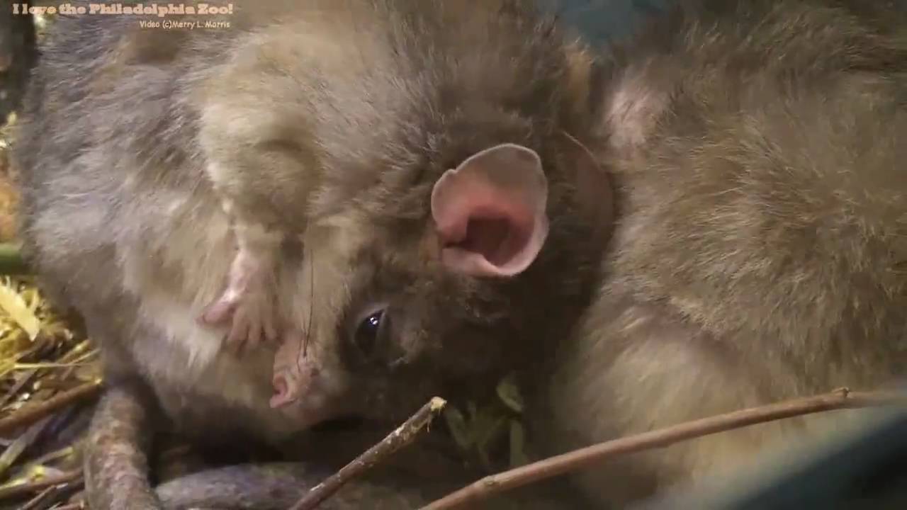 Philadelphia Zoo Madagascar Giant Jumping Rats - YouTube