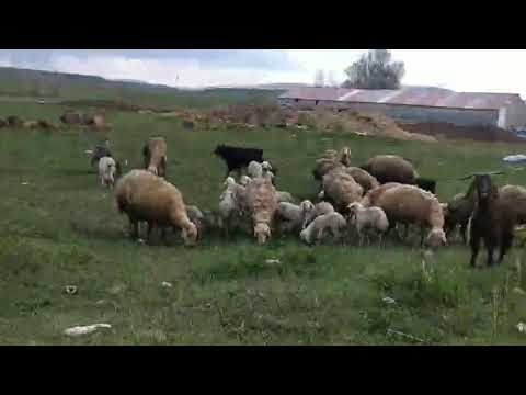 Hazarşah'a giderken koyunları da çektim yakından çekemedim köpekleri olur diye 