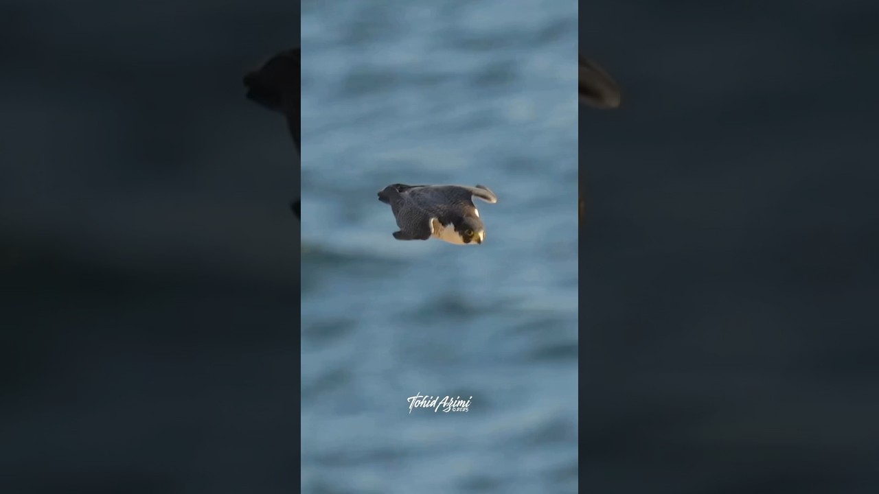 Beautiful Peregrine Falcon aka Maxine during stooping ...#falcon # ...