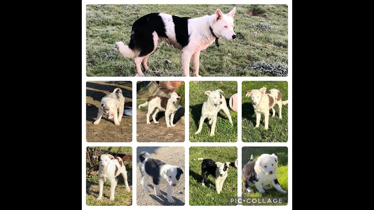 Puppy Stampede S03 E03 - YouTube