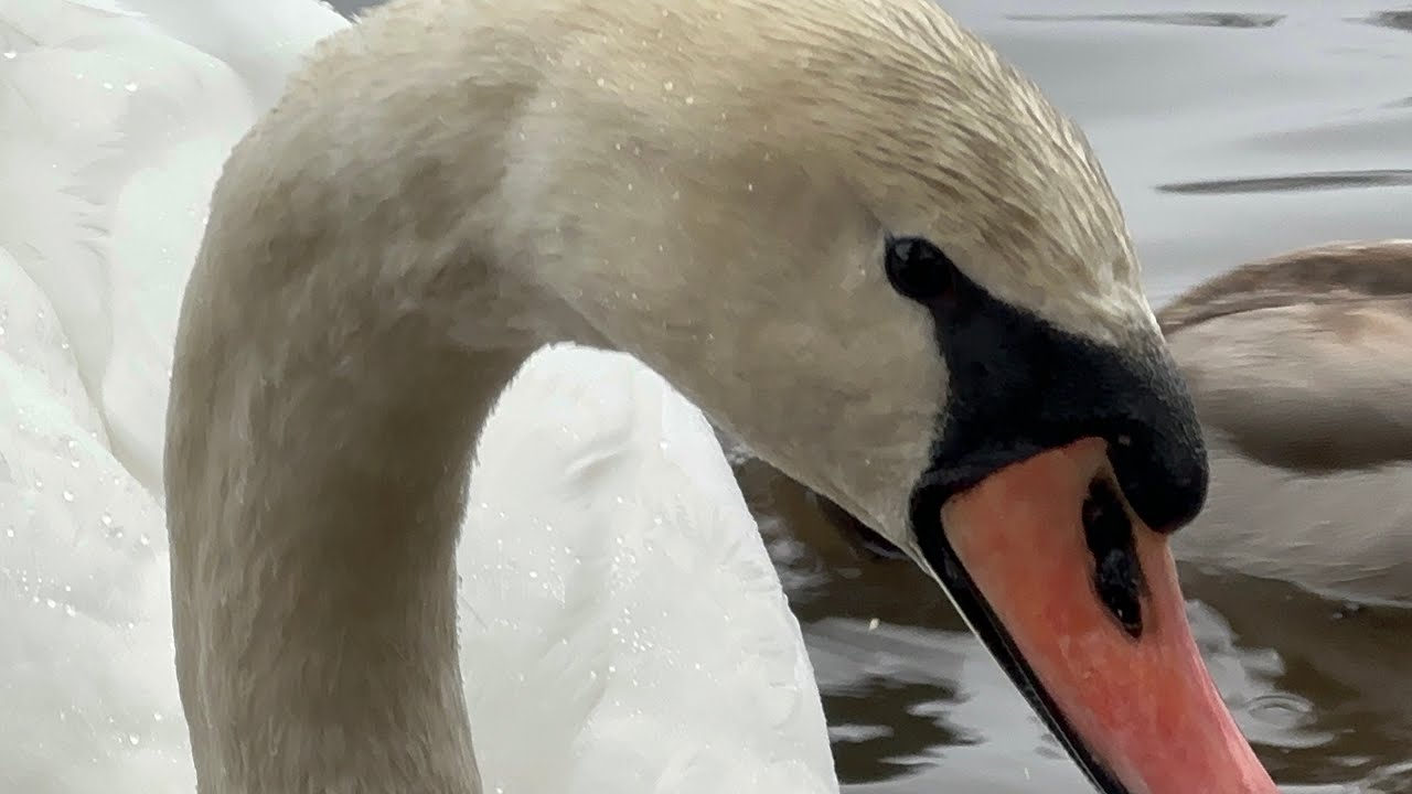 New Swan Pen Enjoys The Seeds, Pete Tries His Best To Keep The ...