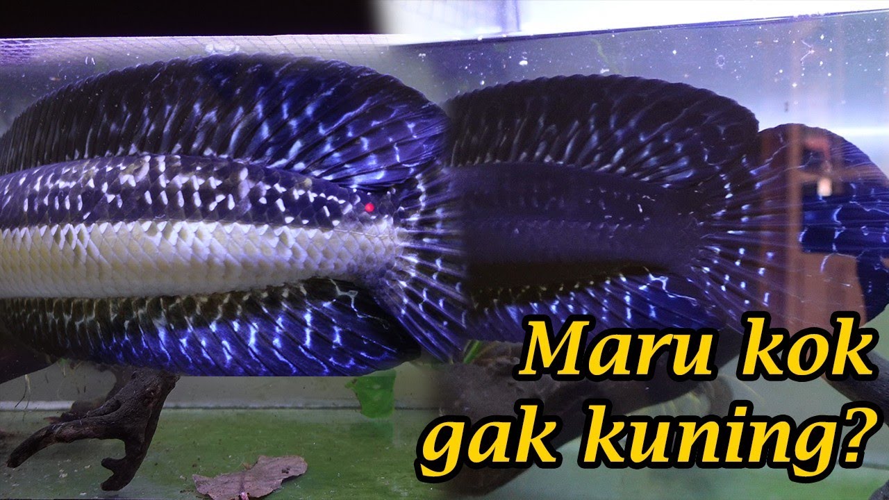 Blue Maru? Black Maru? || Update channa marulioides jambi setelah umur ...