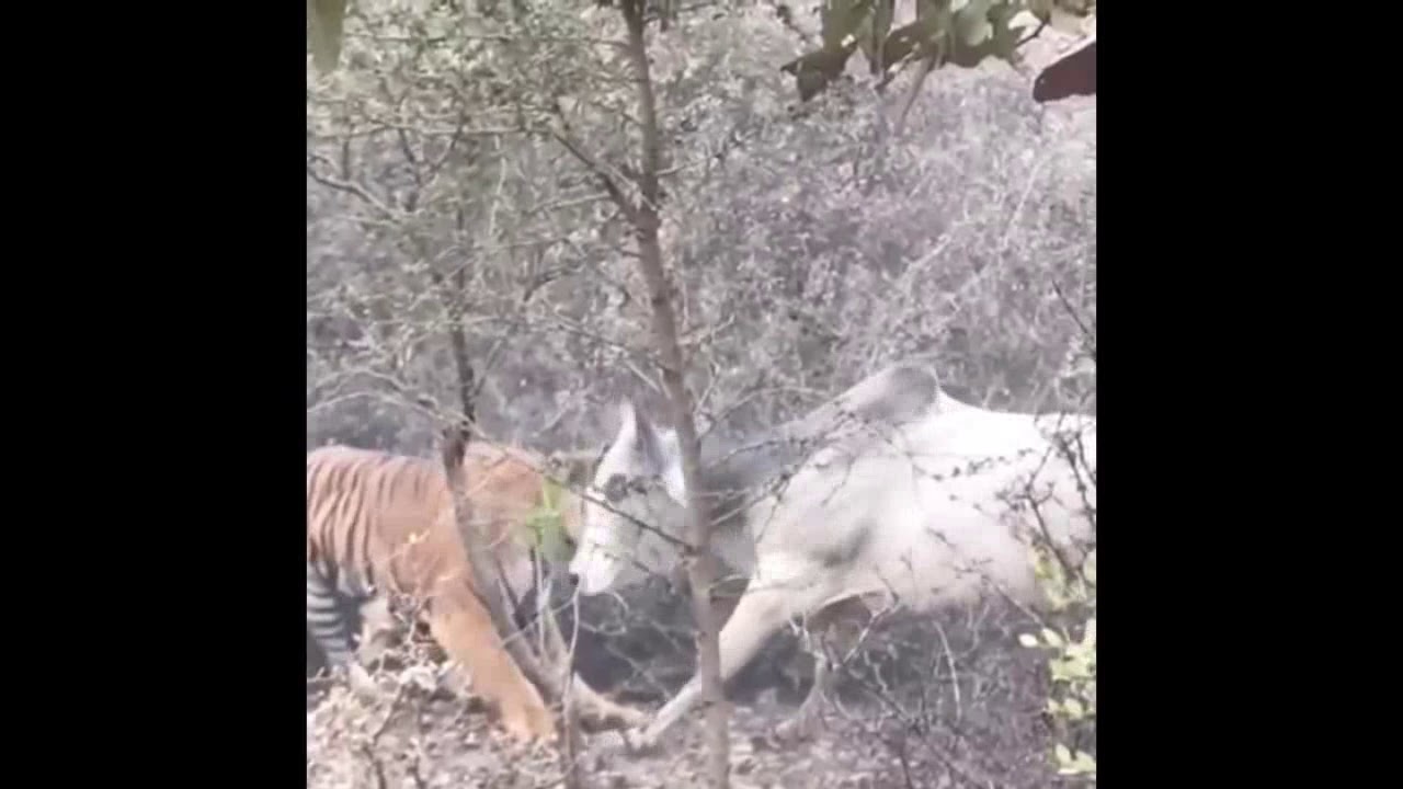 Tiger kills the cow. Tiger is brave like the Gurkha. Tiger should be ...