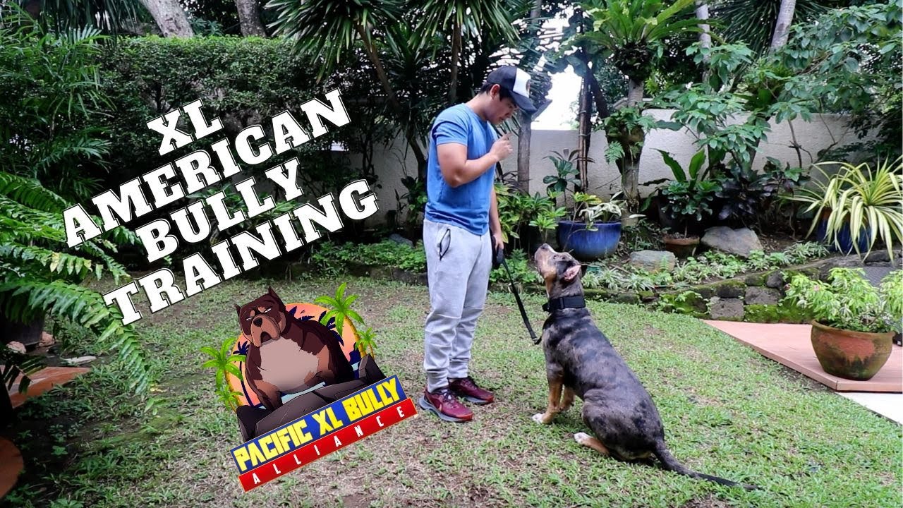 Basic Training for an XL American Bully - YouTube