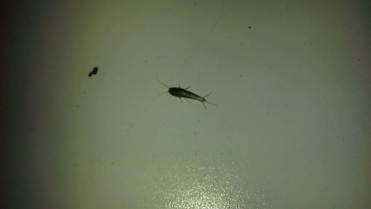 Silver fish & Bugs infestation 1625 Lincoln Manhattan condominium ...