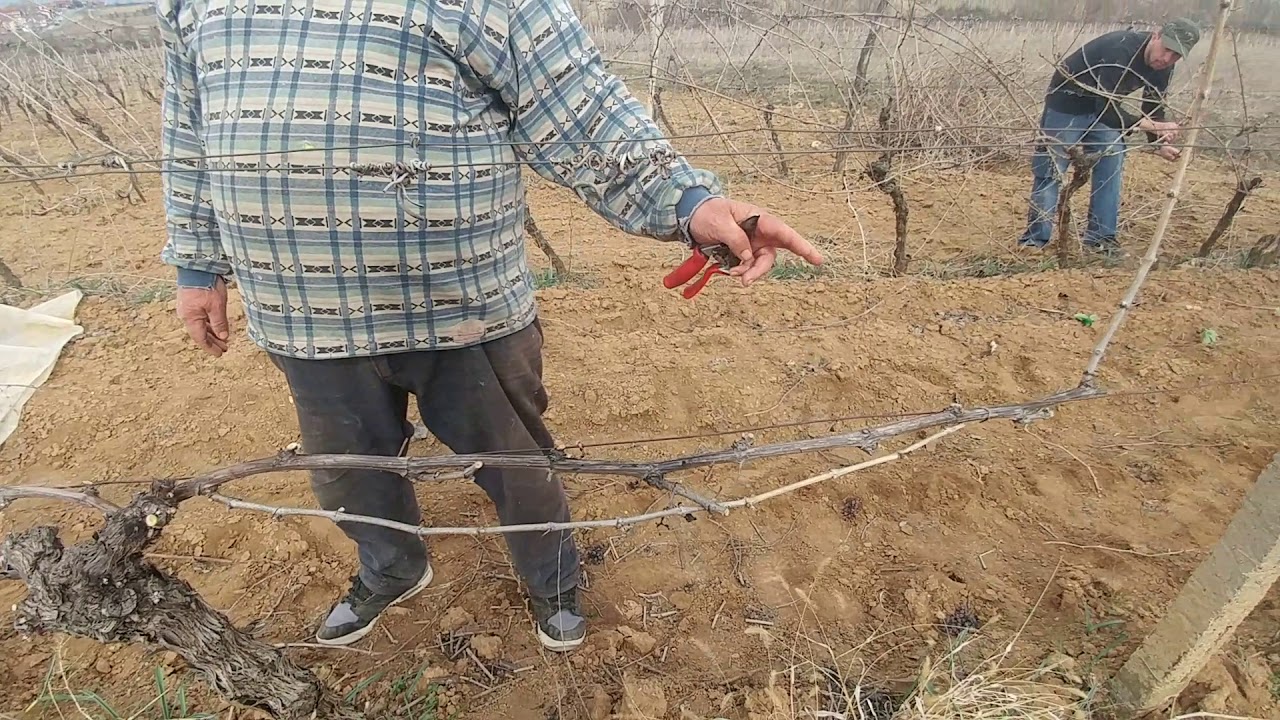 Kroenje lozje sorta rizling - YouTube