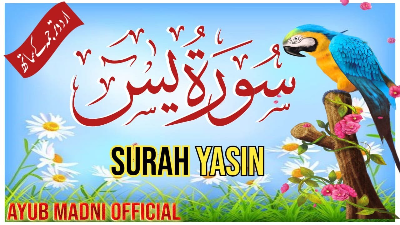 Surah Yaseen Live | Yasin Sharif | Surah Yasin With Arabic HD text ...