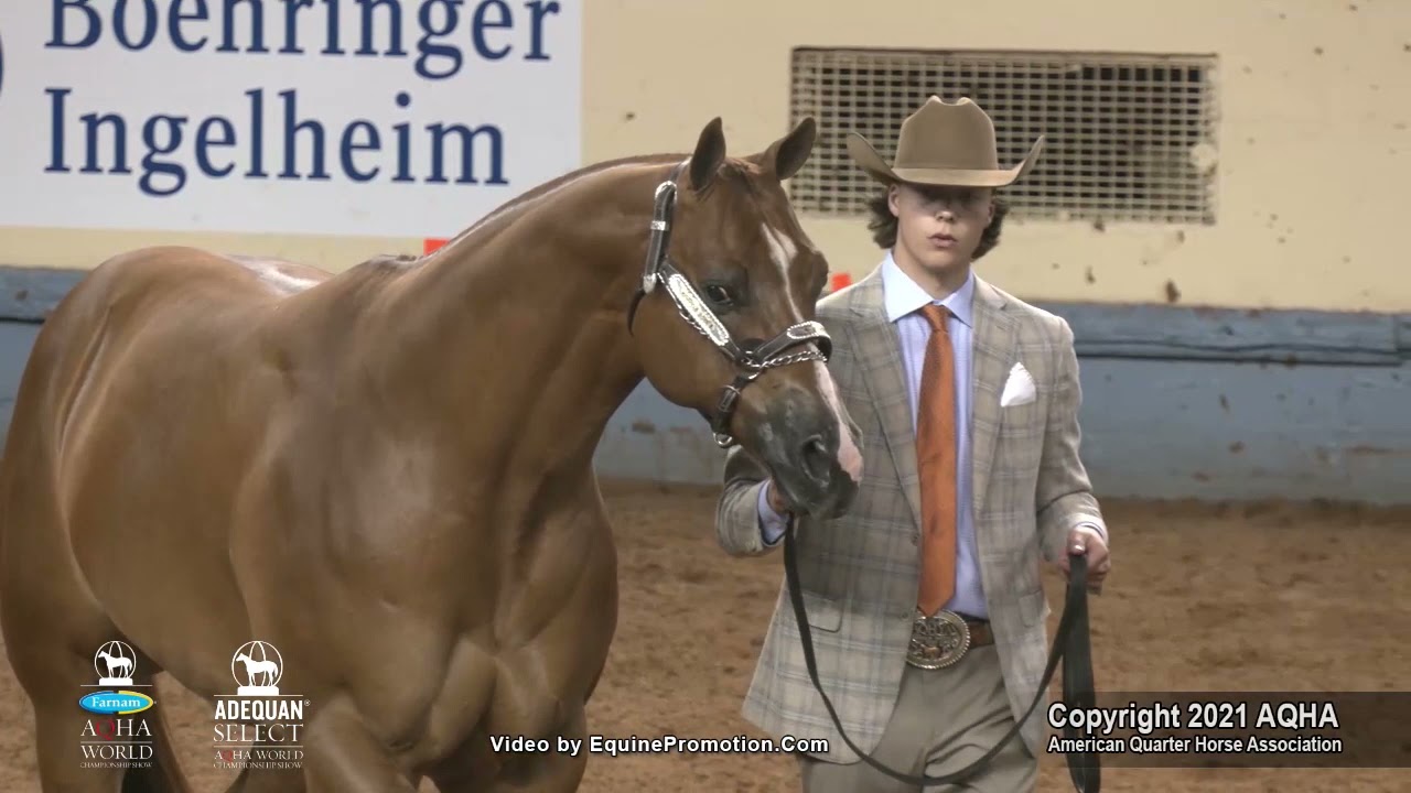 2021 AQHA Amateur Performance Halter Geldings - YouTube