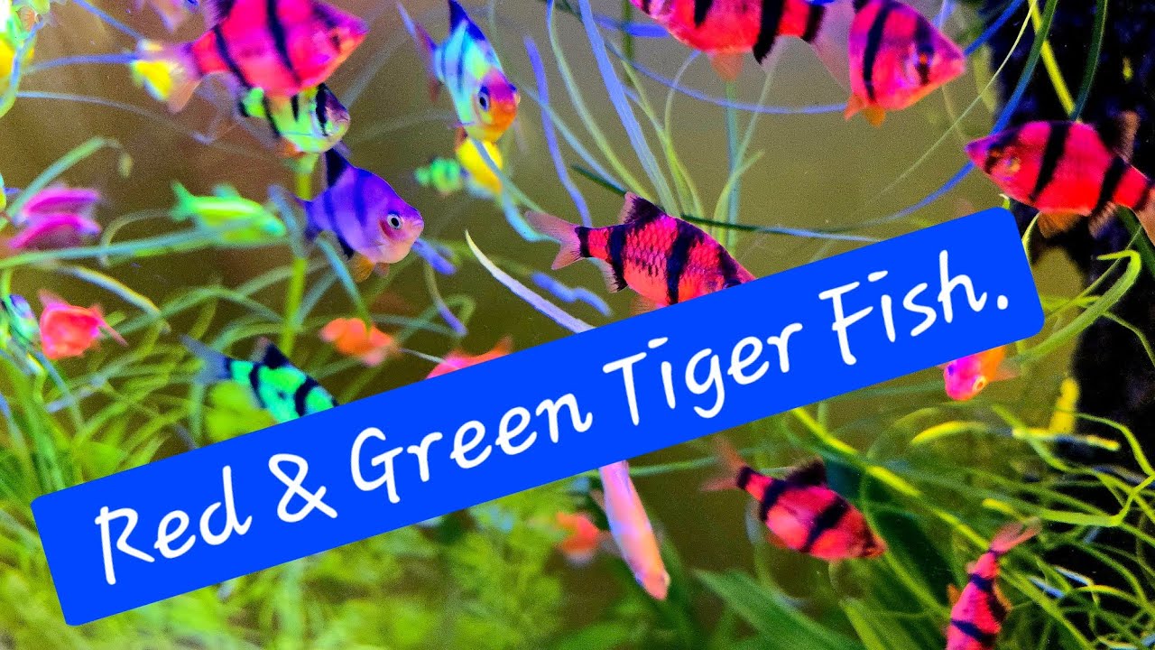 Tiger barbs in glow effect chasing food - YouTube