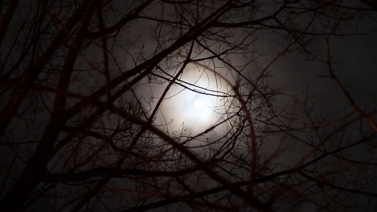 Wind in trees on a moonlit night, relaxing nature sounds - YouTube