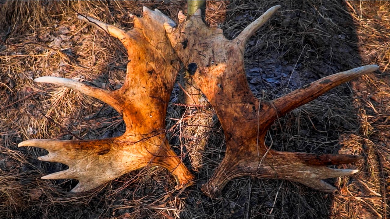 | Some Canadian Moose Paddles Eh! | Shed Hunting 2021 | - YouTube