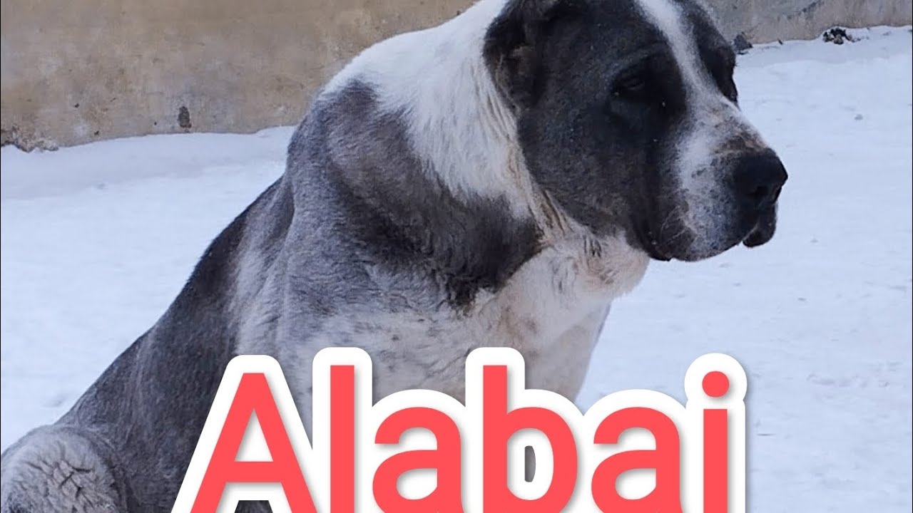 Алабай щенки Alabai puppies, adult Alabai dogs, large Central asian ...