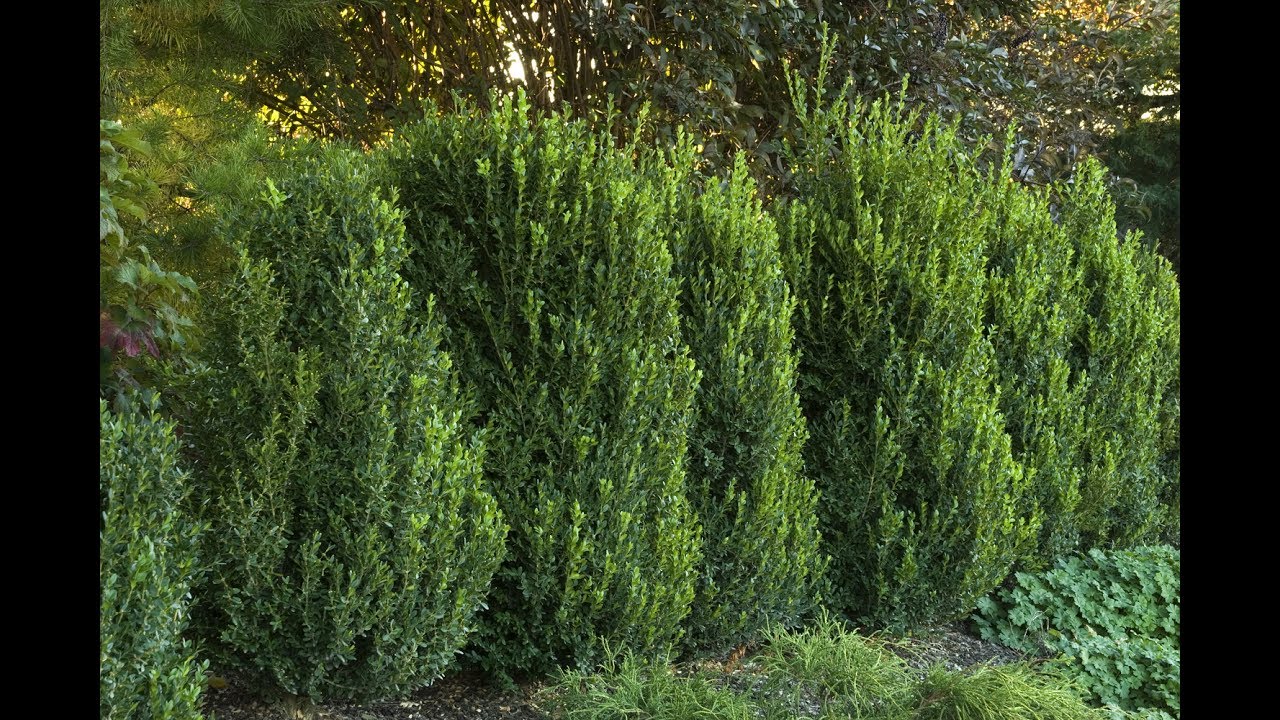 Green Tower Boxwood Bonsai - YouTube