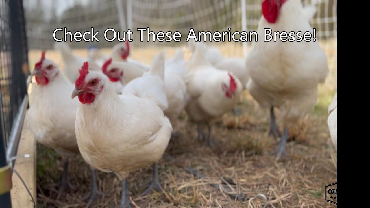 American Bresse Chickens - Take a look at these birds! - YouTube