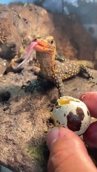 LIZARD BLOWS NOSE BUBBLES#quincemonitor #lizard #reptiles #animals #fyp ...