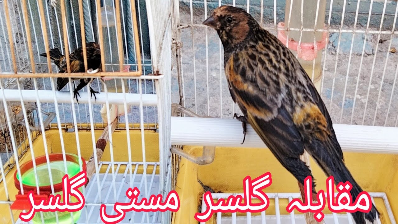 Gulsar vs gulsar مستی گلسر جنگی پرندہ زیبا گلبسر - YouTube