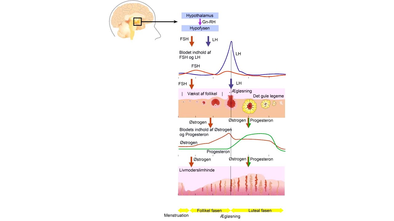 Biologi: Menstruation cyklus - YouTube