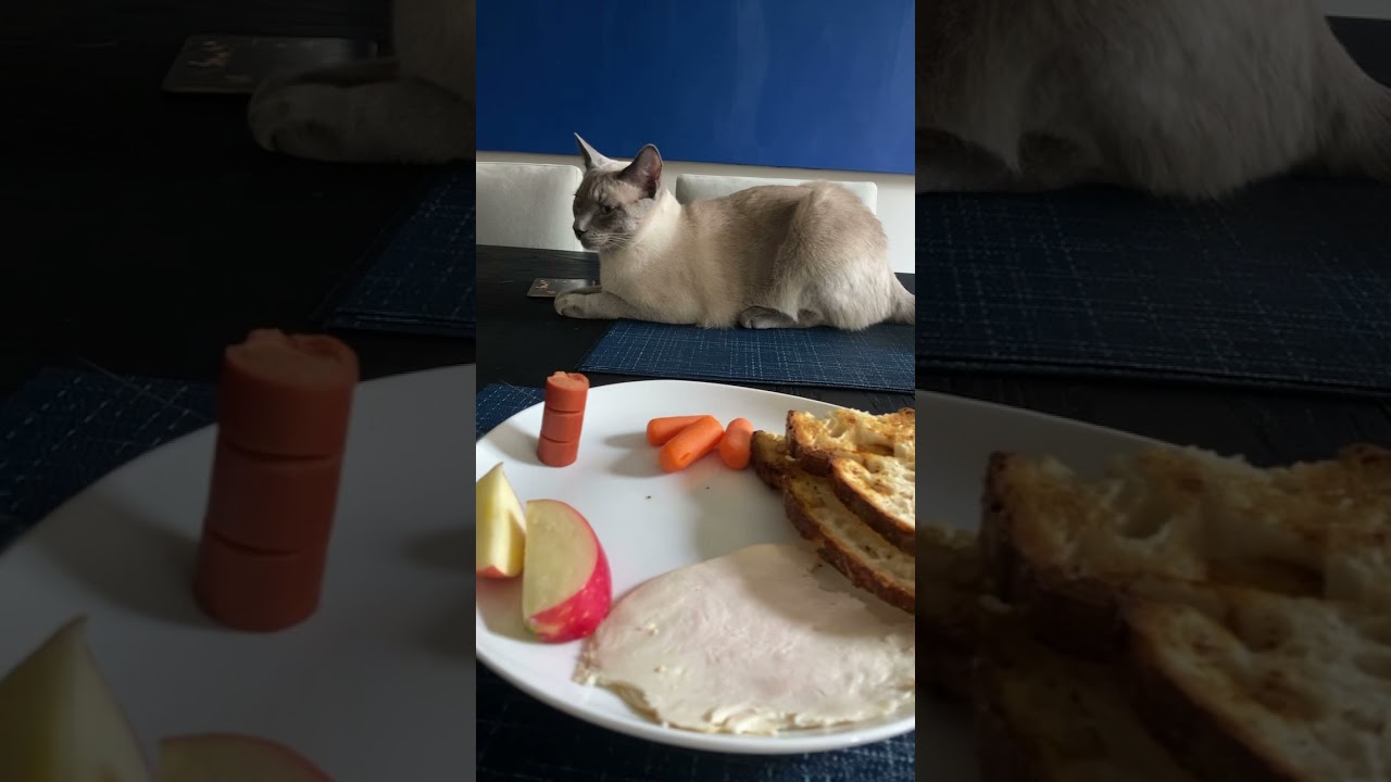 My cute cat lunch companion - YouTube