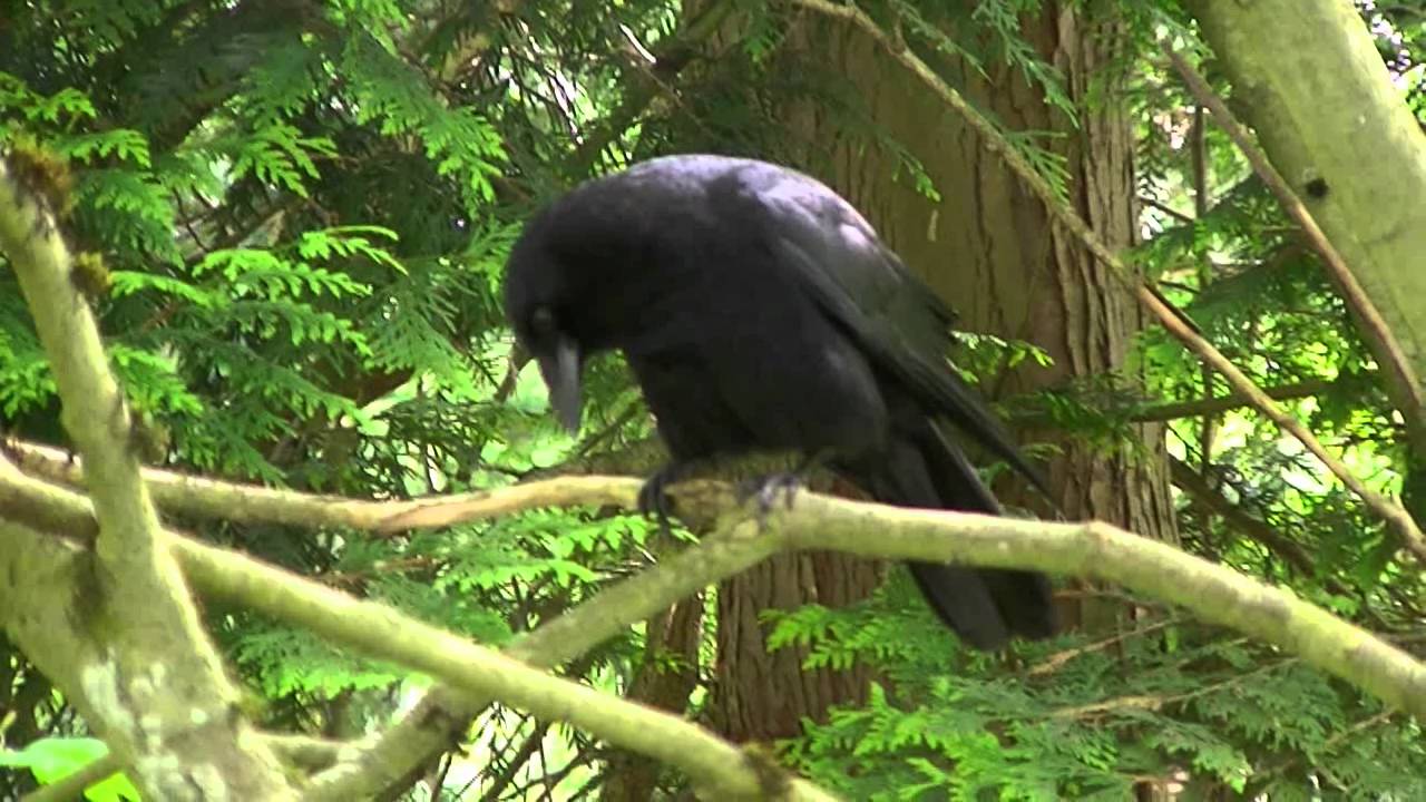 Crow Making Cool Bong Sound - YouTube
