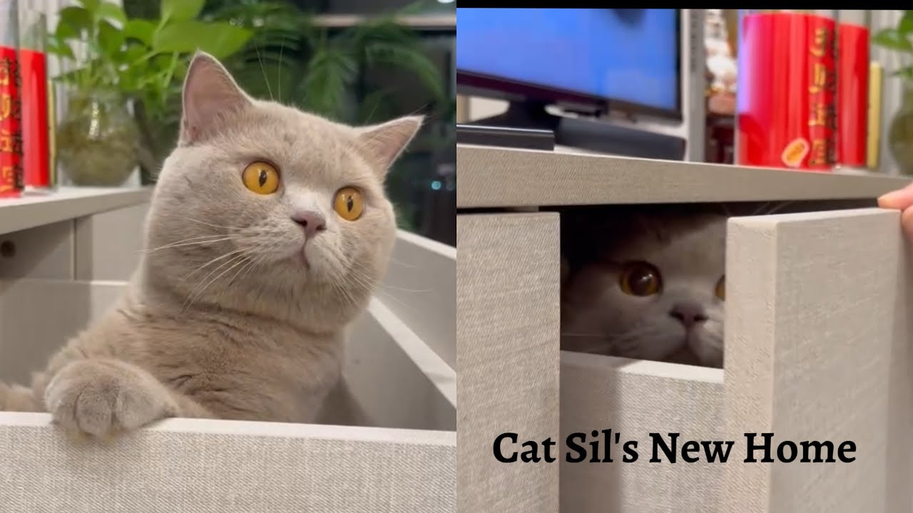 Cat Sil's new home | Nhà mới của mèo Sil 😽 | Cute Cat Moments - YouTube