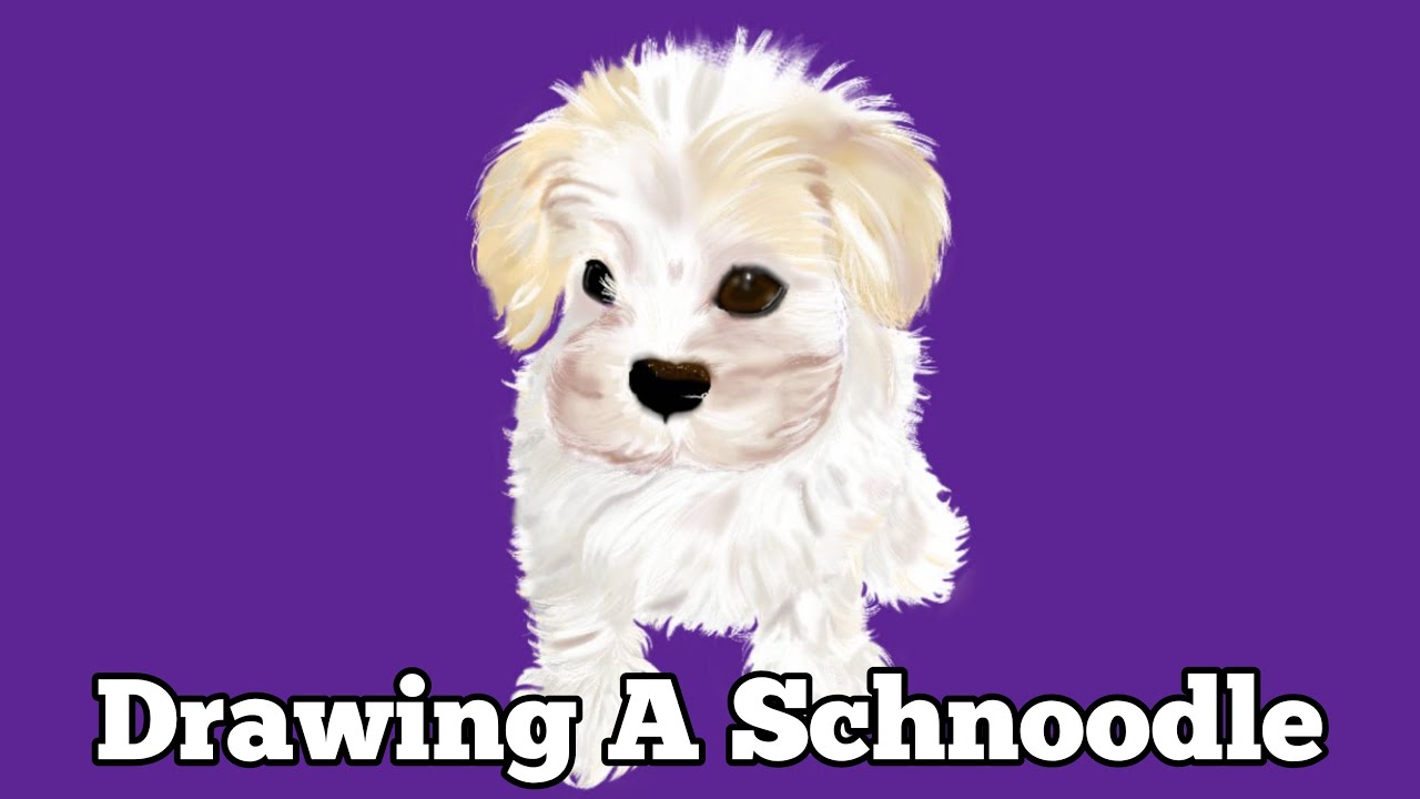 (Shorts) Drawing a Schnoodle Dog - YouTube