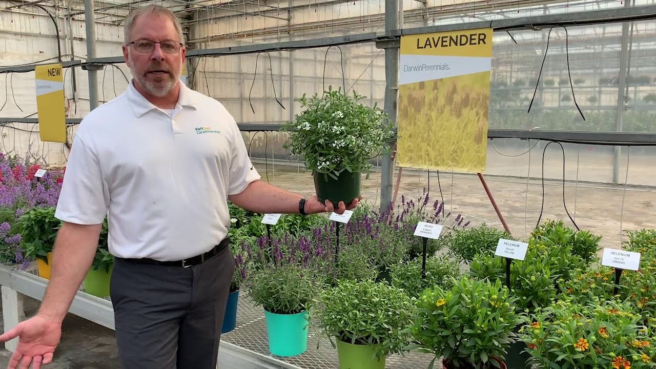 Iberis Summer Snowdrift - Sant Open House 2019 - YouTube