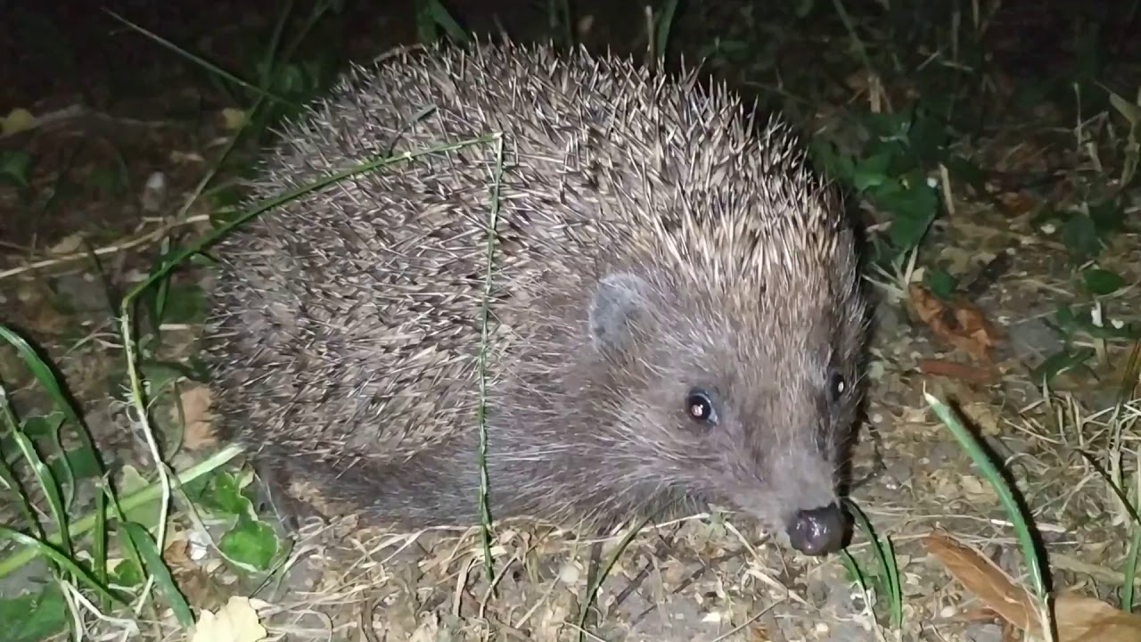 New species, hedgehog adaptive - YouTube