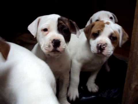 white staff x american bulldog puppy - YouTube