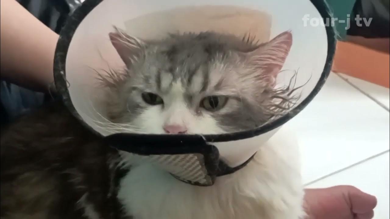 oreo, ningning & rara @FOUR-JCATS - YouTube